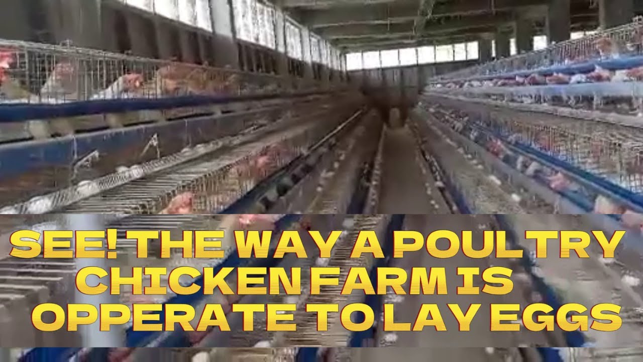 SEE! THE WAY A POULTRY CHICKEN FARM IS OPERATE TO LAY EGGS #vidiq # ...