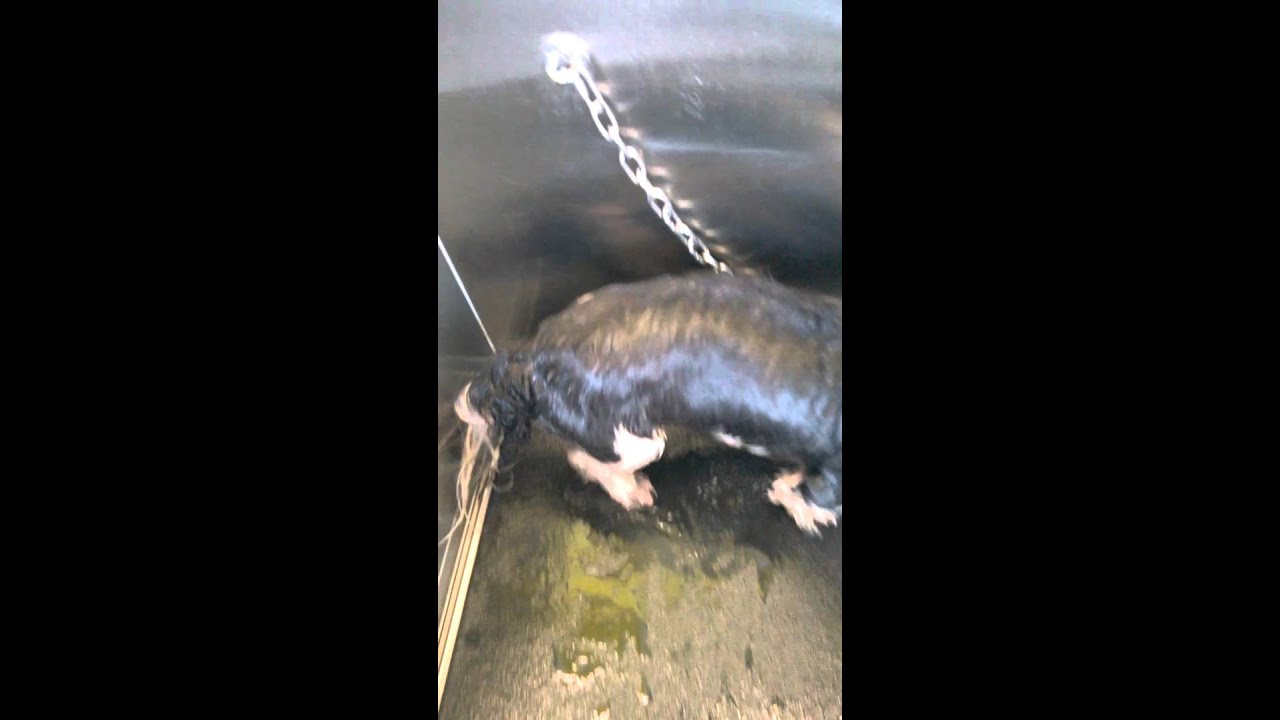 Chip getting washed - YouTube