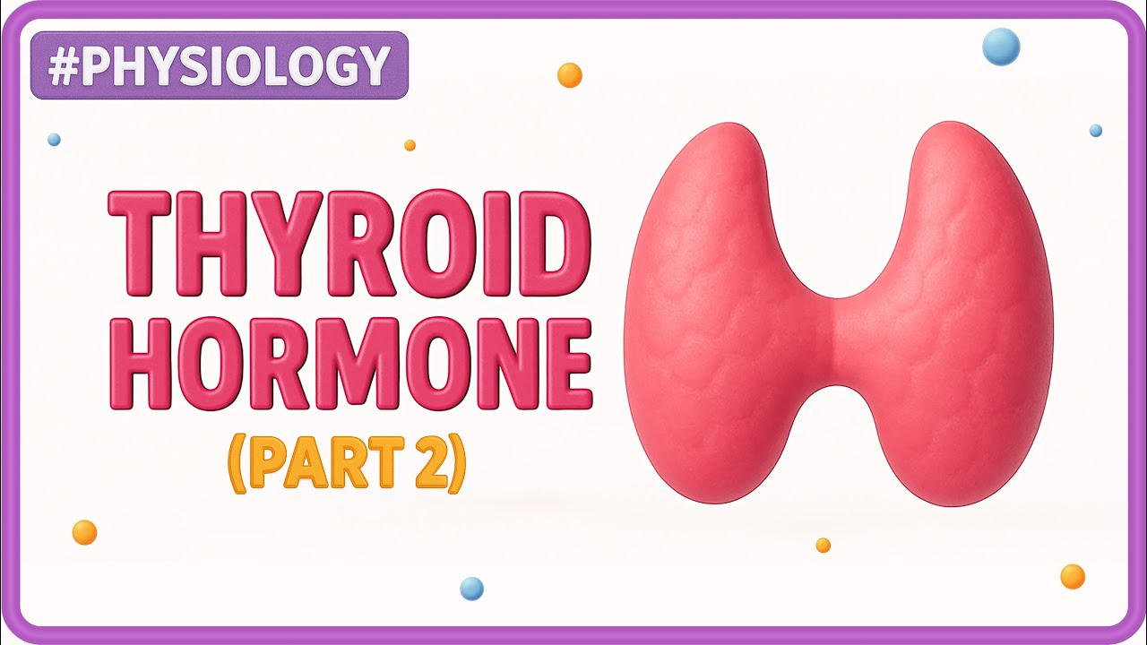 6. Thyroid Hormones Physiology (Part 2) | USMLE Step 1 | High-Yield ...