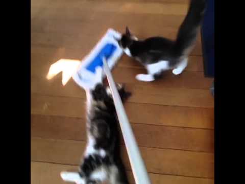 Swiffer cats - YouTube
