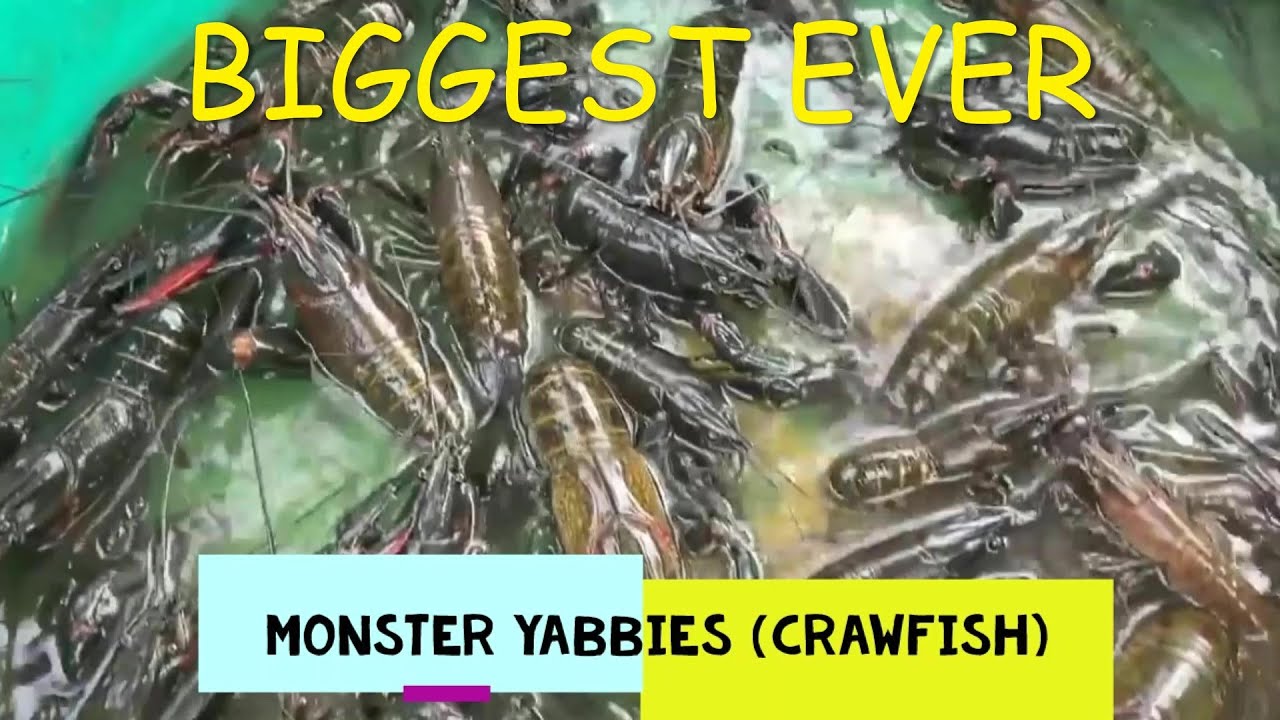 MONSTER YABBIES RED CLAW EVER CATCHING RED CLAW IN QUEENSLAND CATCHING ...