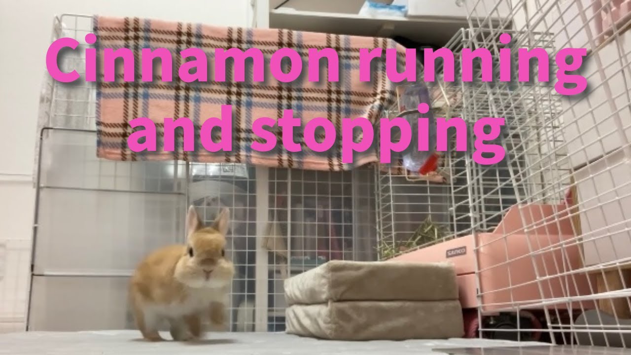 Cinnamon running and stopping - YouTube