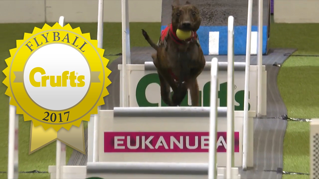 Flyball - Team Semi Finals (Part 2) | Crufts 2017 - YouTube