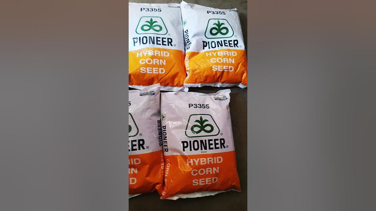 Pioneer corn seed - YouTube