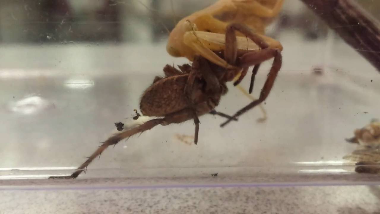 Praying Mantis Eating a Wolf Spider - YouTube