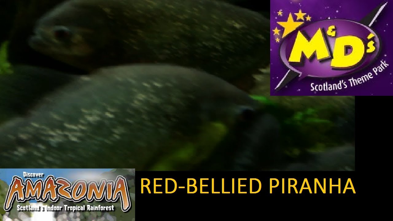 RED-BELLIED PIRANHA at Amazonia Strathclyde Park (Scotlands Largest ...