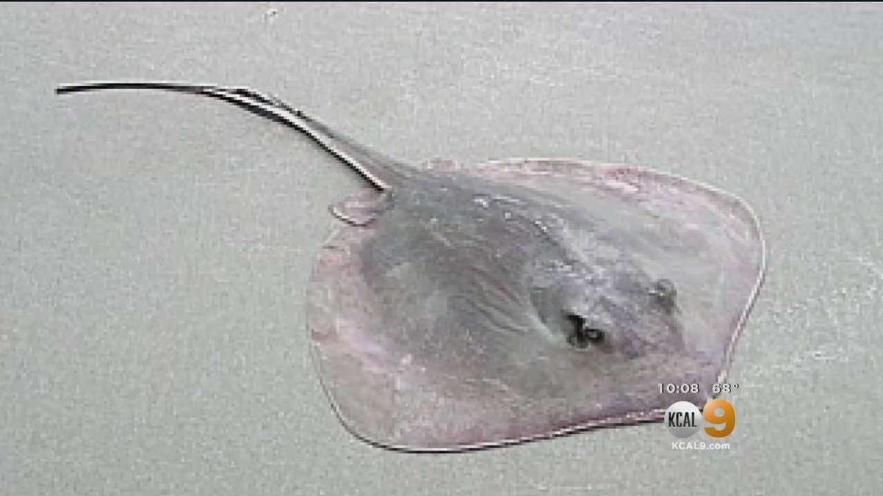 Rise In Stingray Injuries At L.A. Area Beaches - YouTube