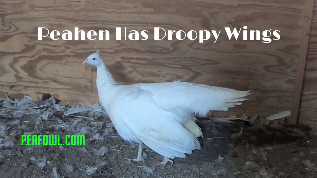 Peahen Has Droopy Wings, Peacock Minute, peafowl.com - YouTube
