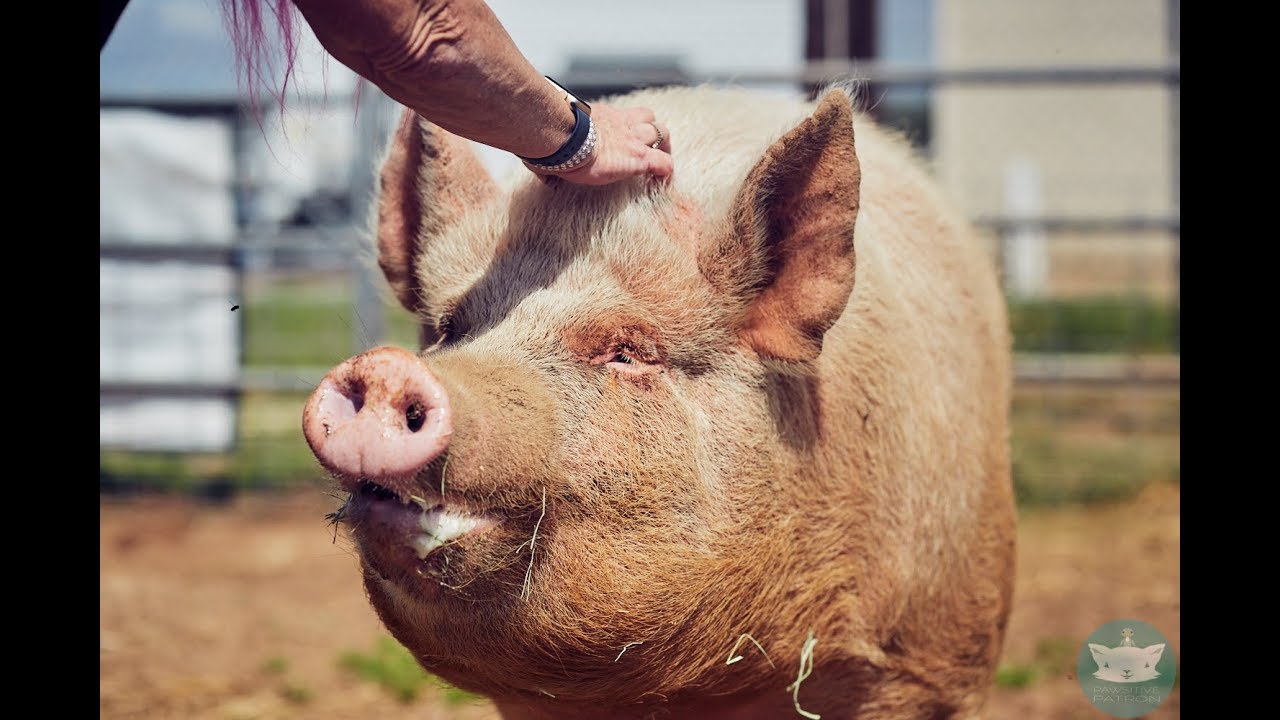 My Thousand Pound Purring Pet Pig! - YouTube