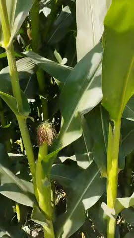 Corn crop Harvest in Pakistan 2023 l Makai ki fasal kesay kati jati Hy ...