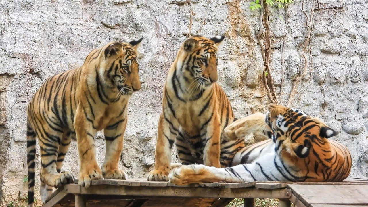 Cubs feels scared when Angry Tiger Mumma sleeping | Don't disturb her ...