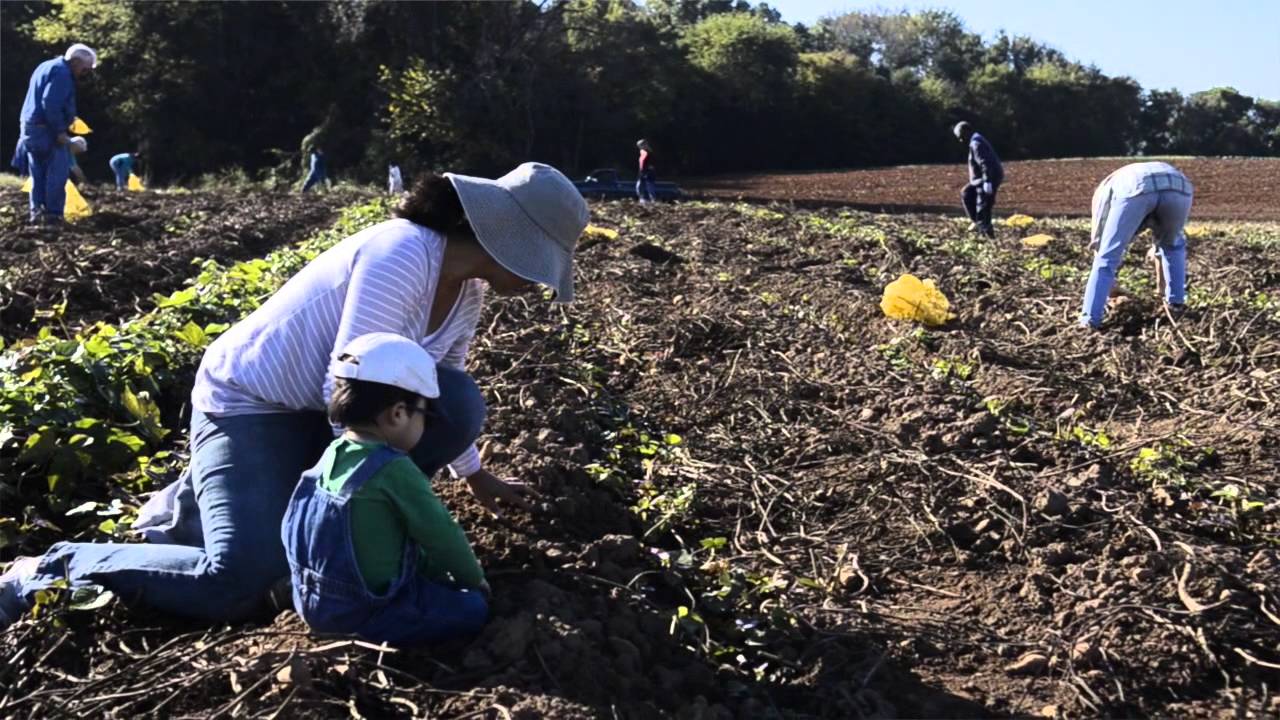 Gleaning sweet potatoes - YouTube