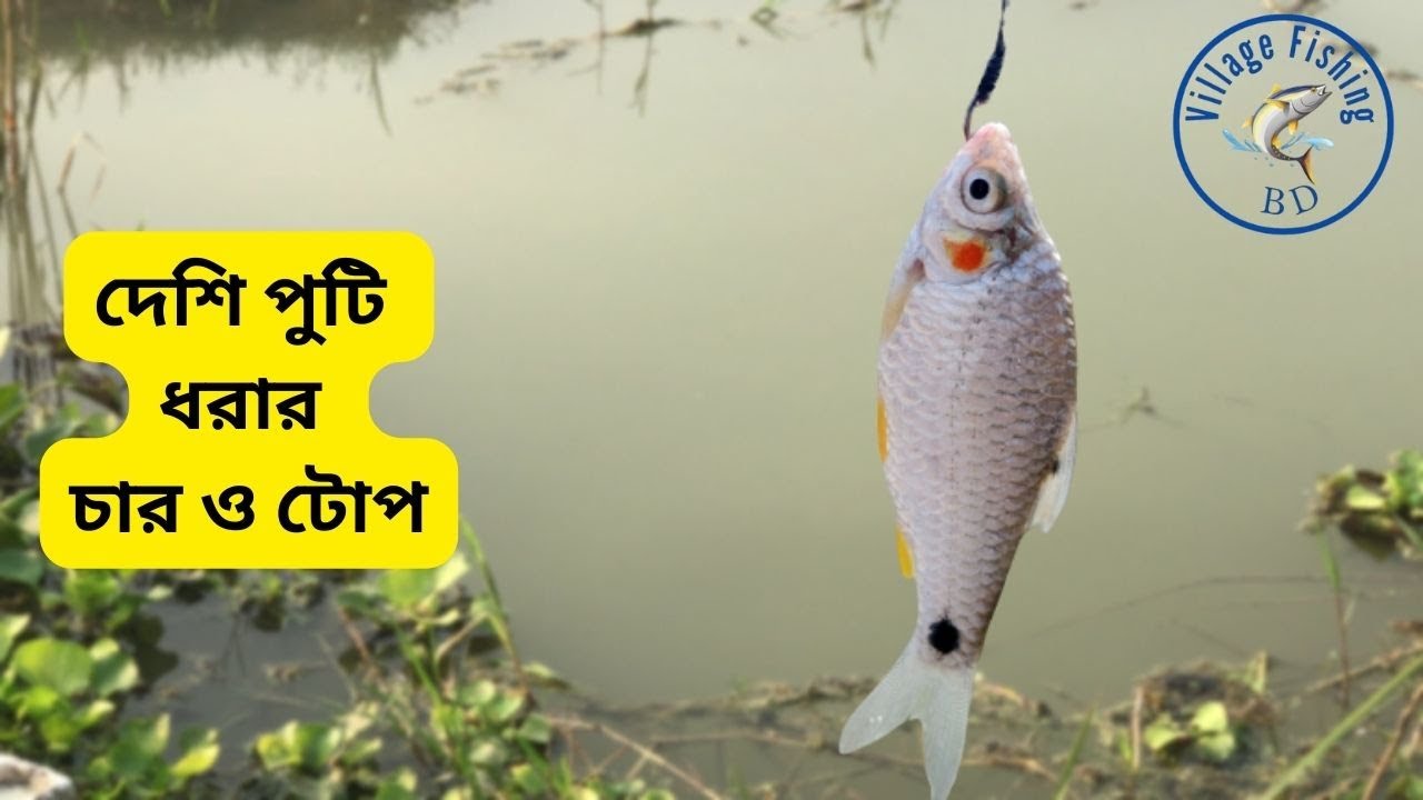 পুটি মাছ ধরার জাদুকারি চার ও টোপ // Puti mach dhorar jadukari char o ...