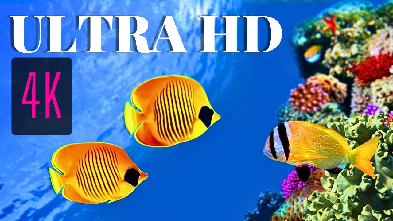 4K Underwater Wonders + Relaxing Music - Coral Reefs & Colorful Sea ...