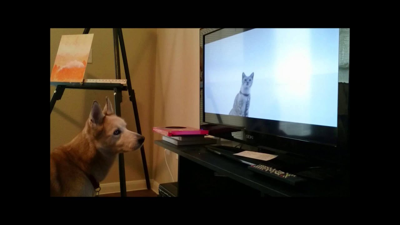 Husky Discovers Television | Spartacus the Husky - YouTube