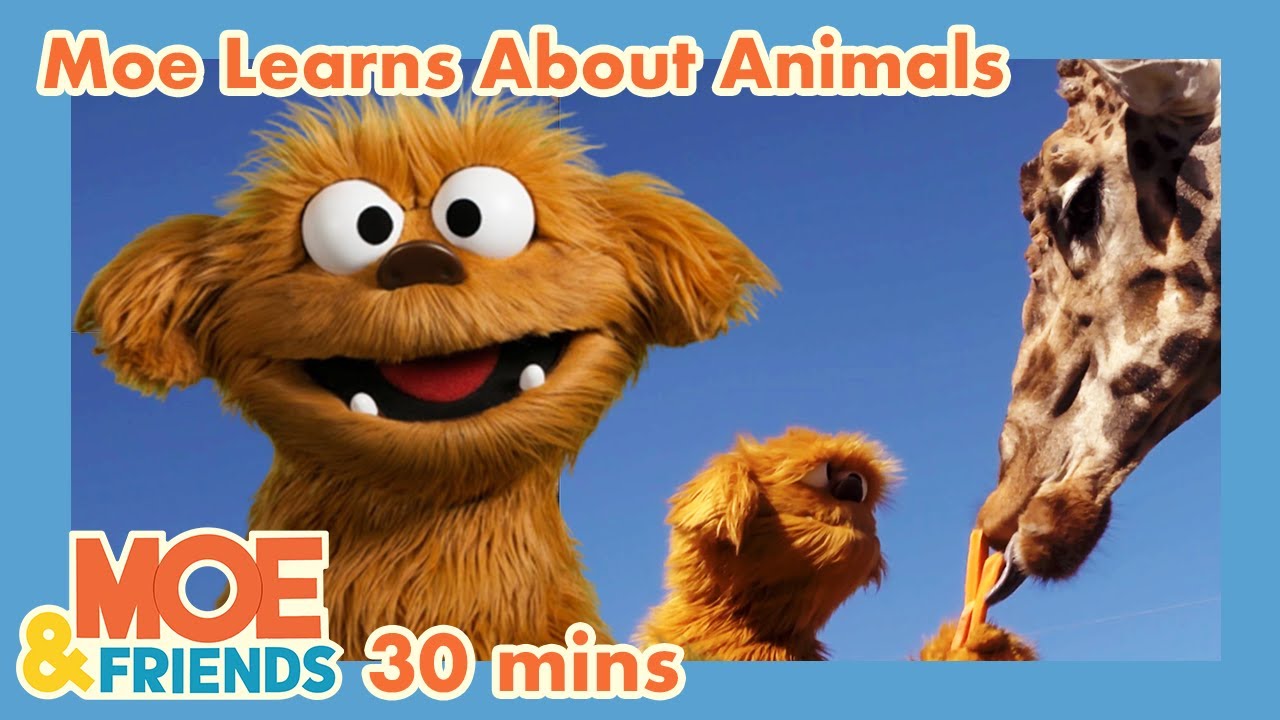 Moe Explores Animals | Monkeys, Pigs, Giraffes, Zebras, Rhinos + More ...
