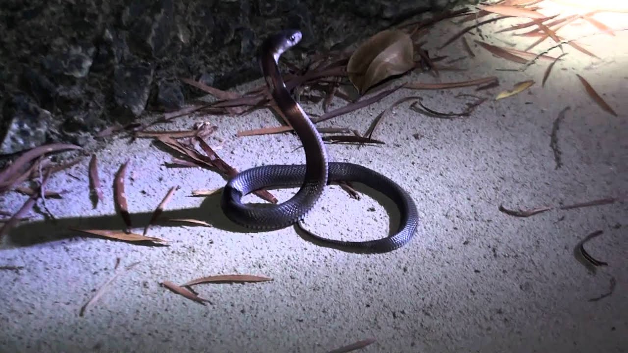 Chinese Cobra Naja atra 1 - YouTube
