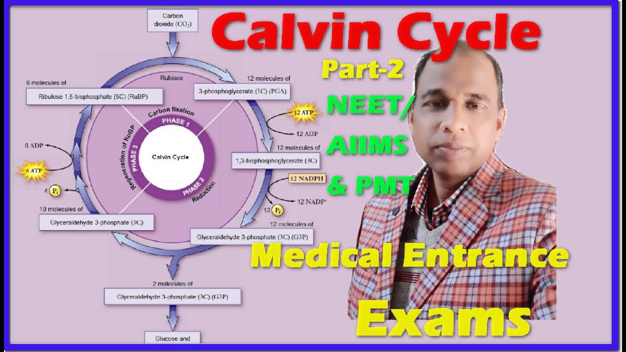 Photosynthesis- Calvin cycle C3 cycle DarkReaction NEET AIIMS NET NCERT ...