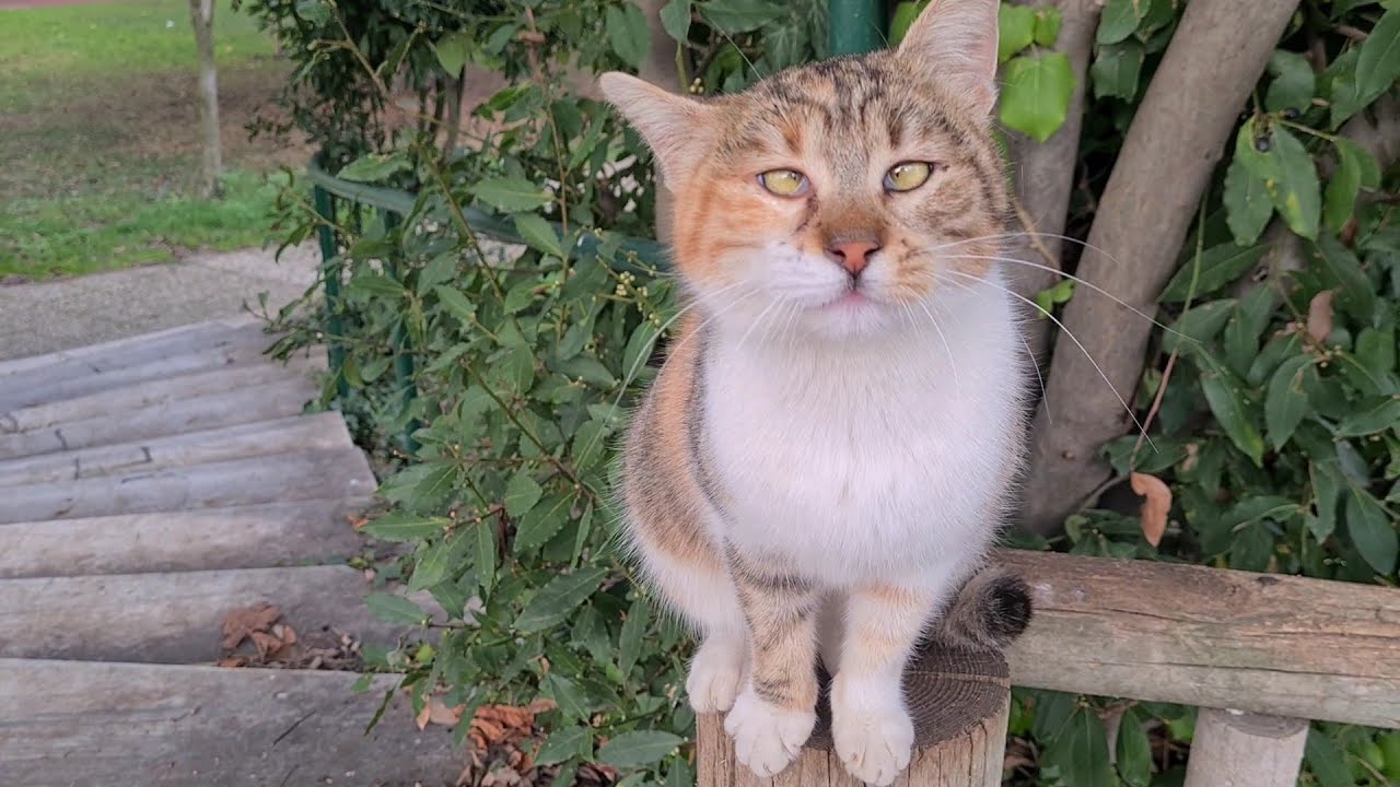 The squint eyed cat is incredibly cute. - YouTube