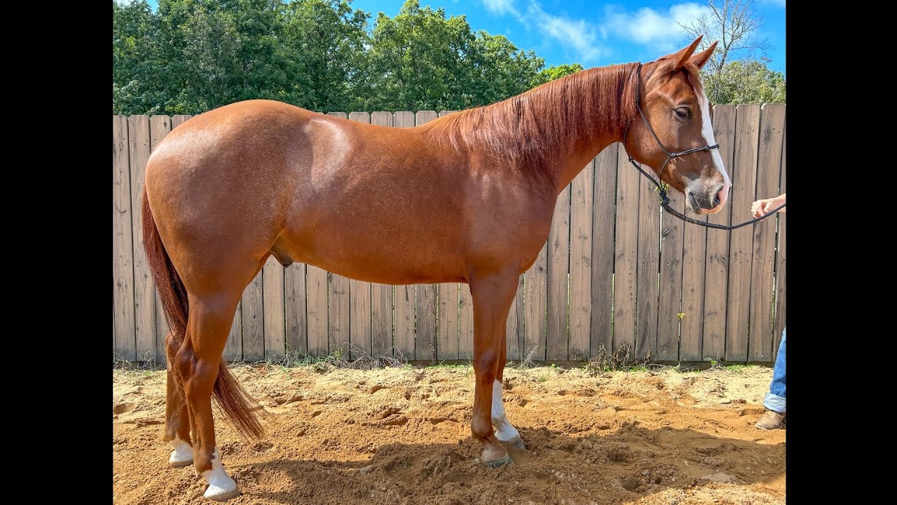 2021 BADBOONARISING Gelding - YouTube