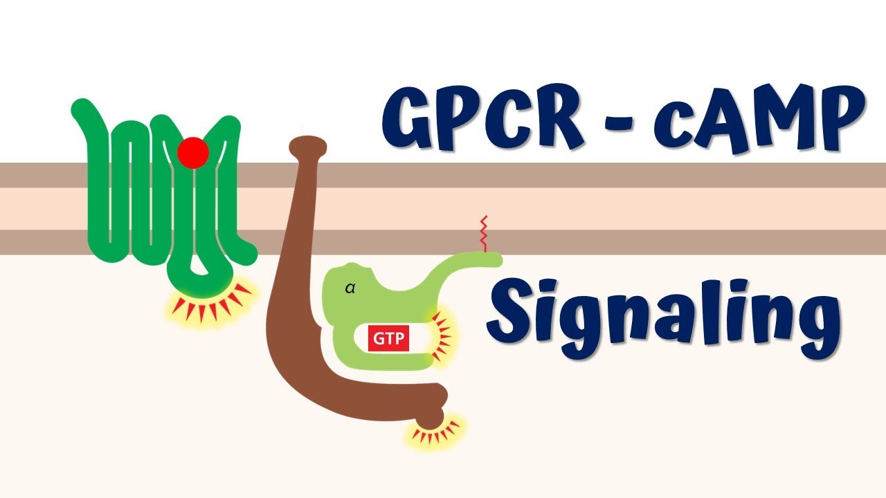 GPCR cAMP signaling || Second messenger cAMP || 4K Animation - YouTube