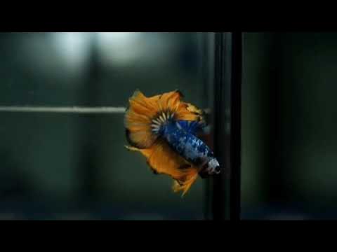 mkp 537 m1 4 3 5mth #5 krr - YouTube