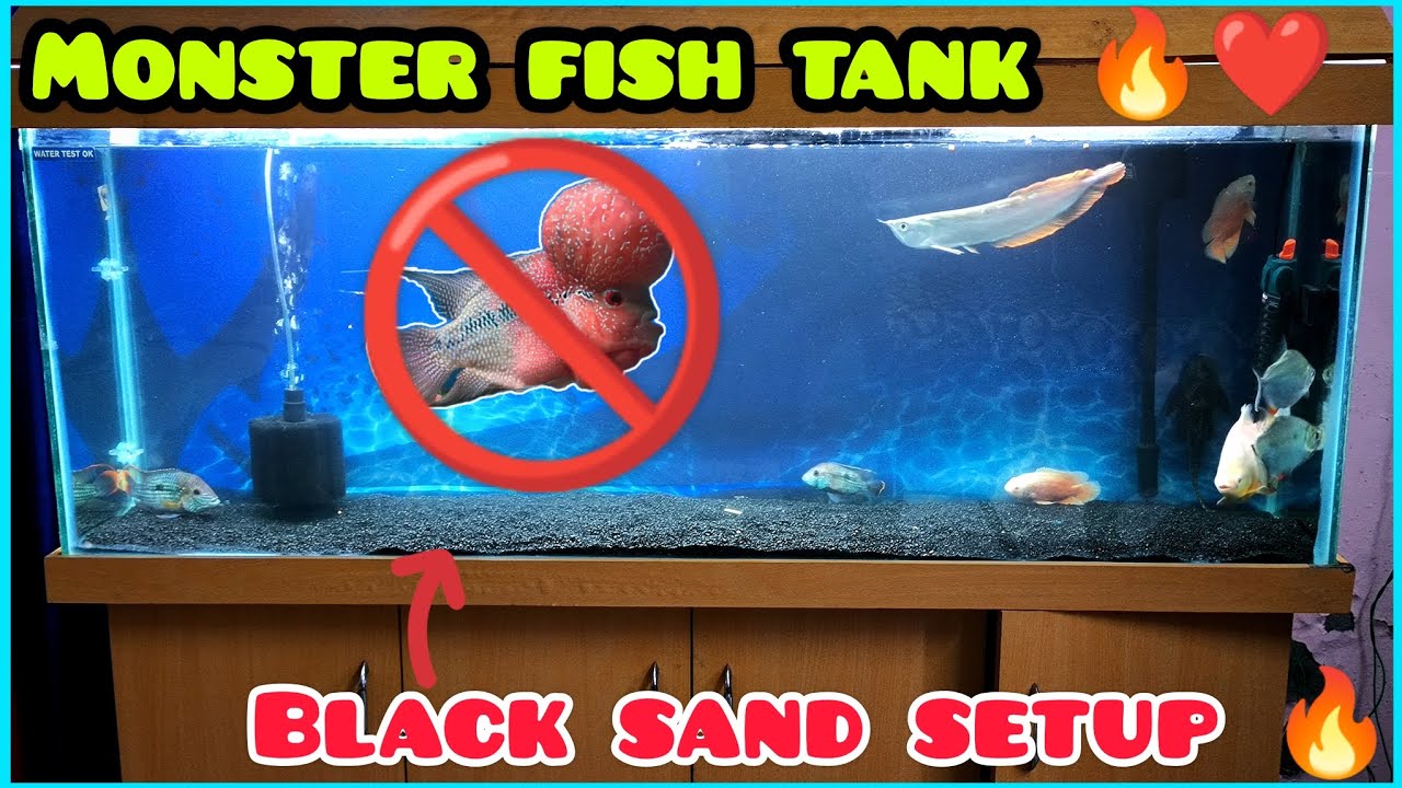 Adding 20 Kg Black Sand To Our Monster Fish Tank 🔥 || #fish #arowana # ...