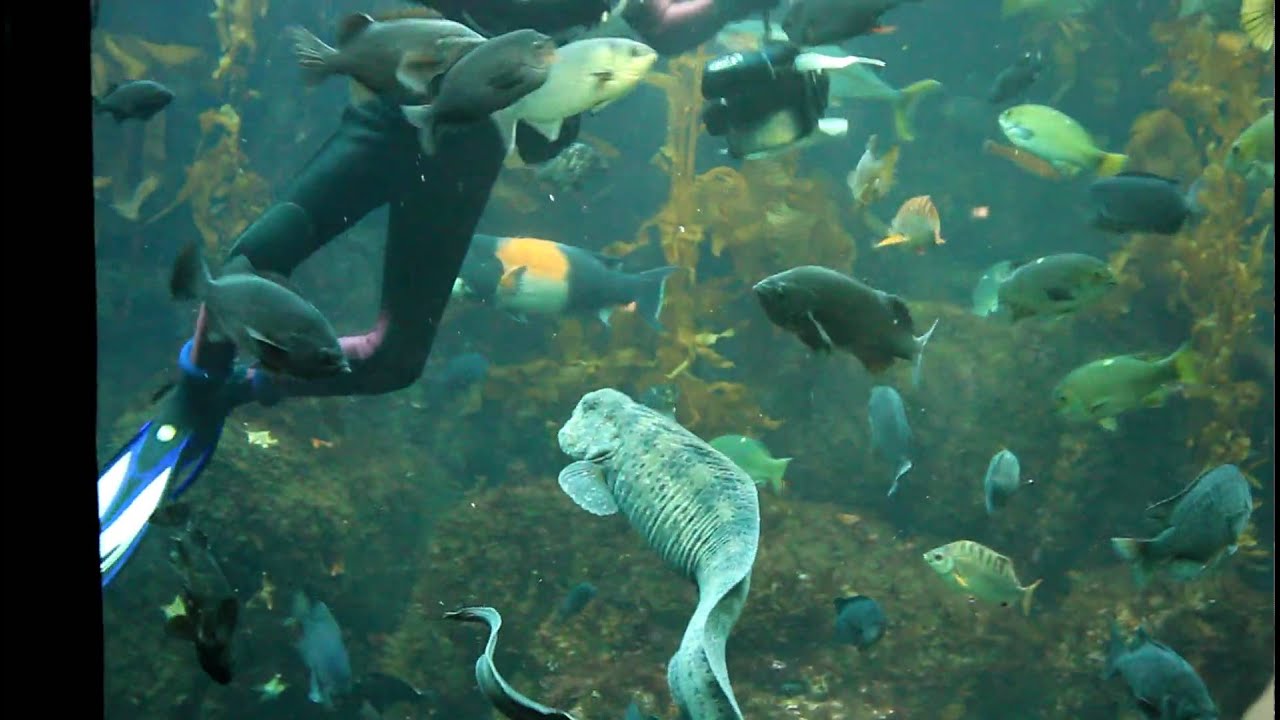 Monterey Kelp Forest Diver with Eel - YouTube