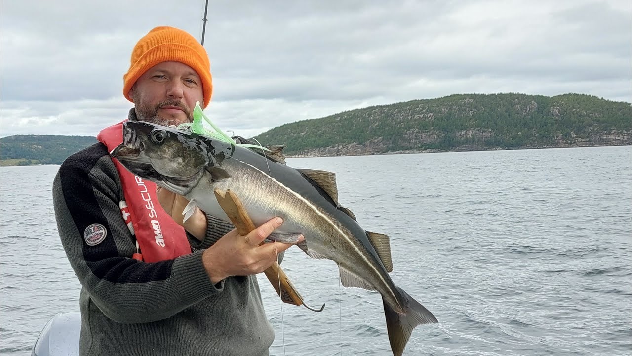 Angeln in Norwegen (Rottem) 2023 Fishing in Norway Seehecht Seelachs ...