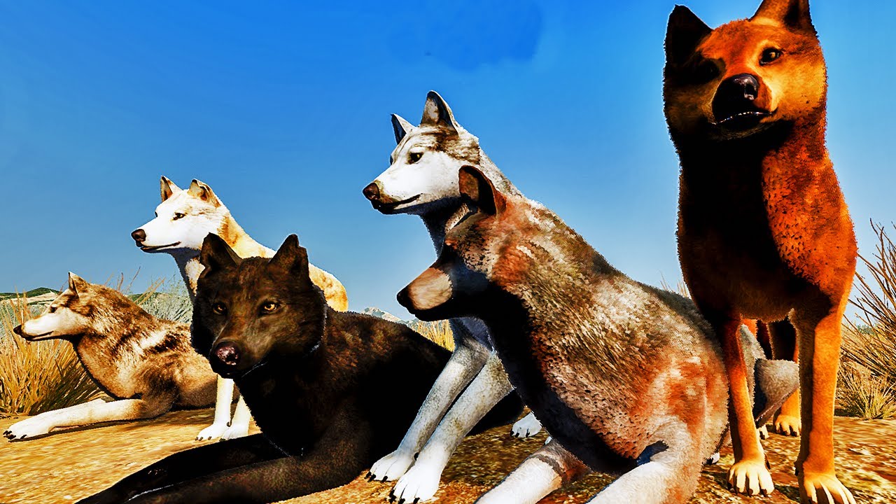 Akila, Disputa por Territorios! + Super Batalha com outras Alcatéia ...