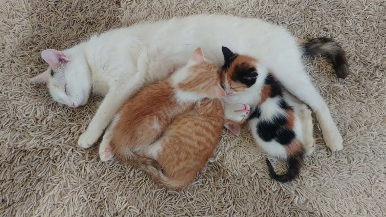 Kittens growing up Part 2 (one month old!) - YouTube