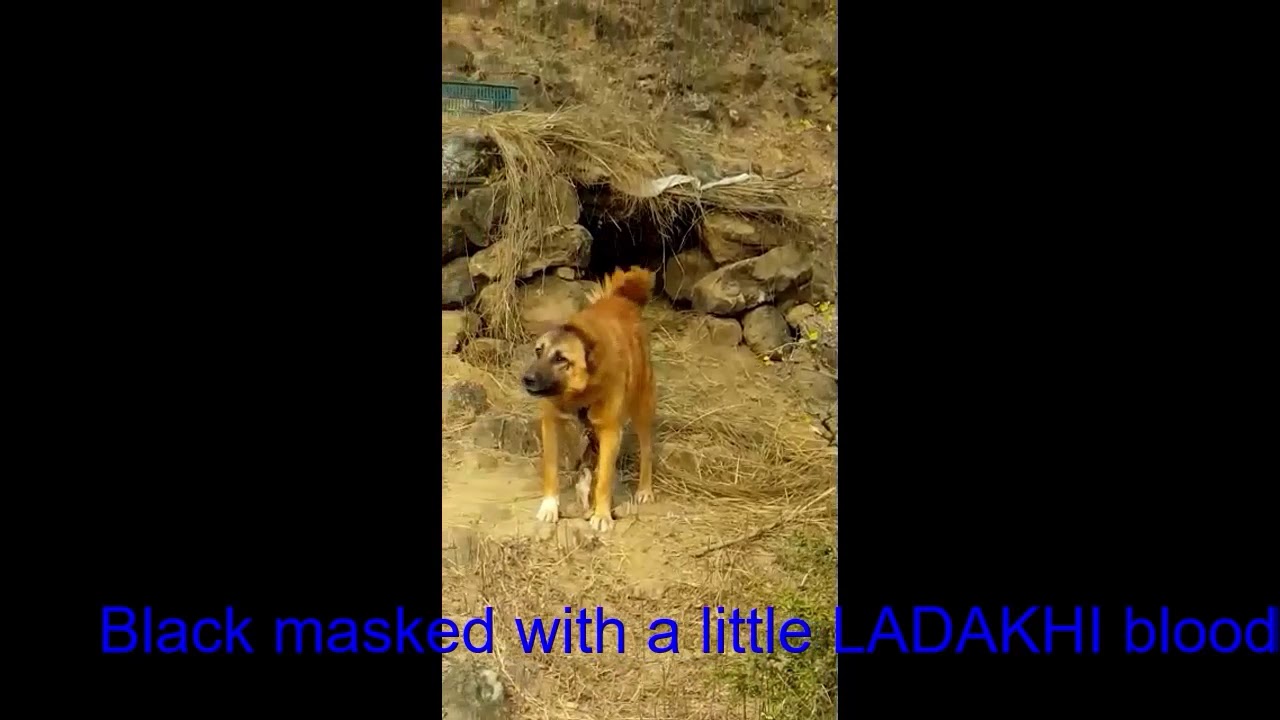 Information about BAKARWALI breed of KASHMIR. (HIMALAYAN region ...