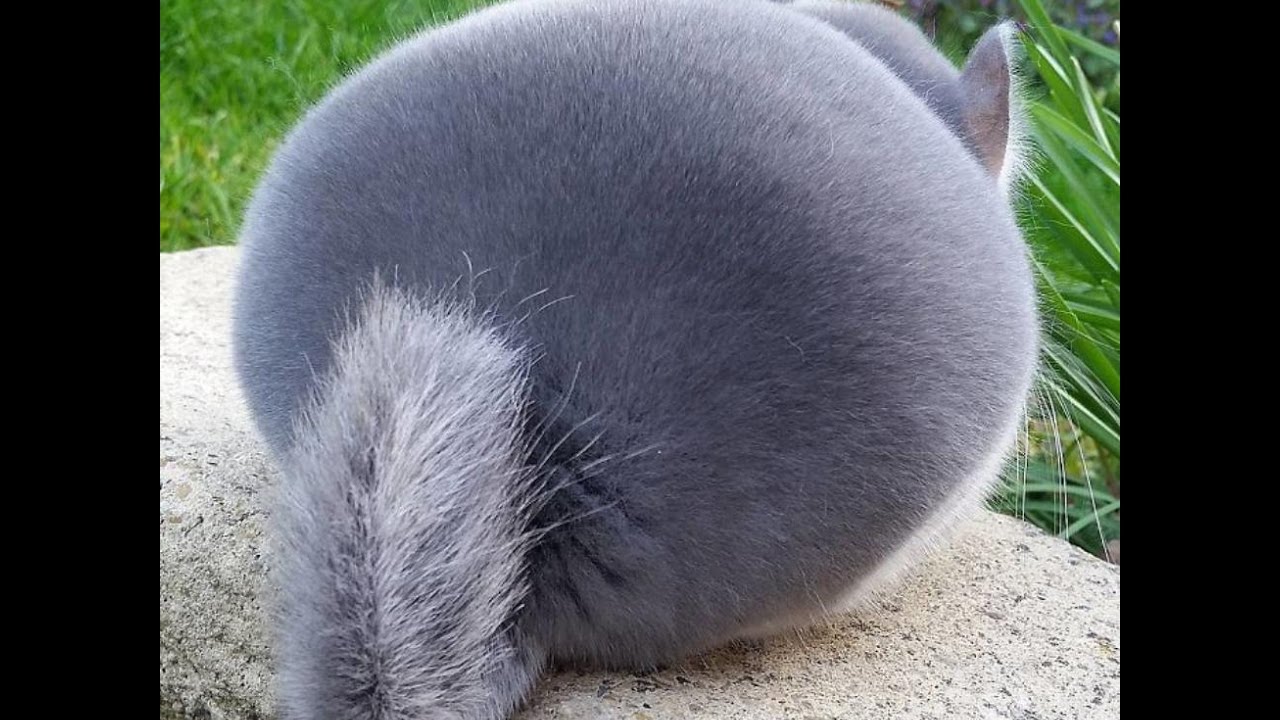 These Chinchillas’ Butts Are So Round, They Look Fake - YouTube