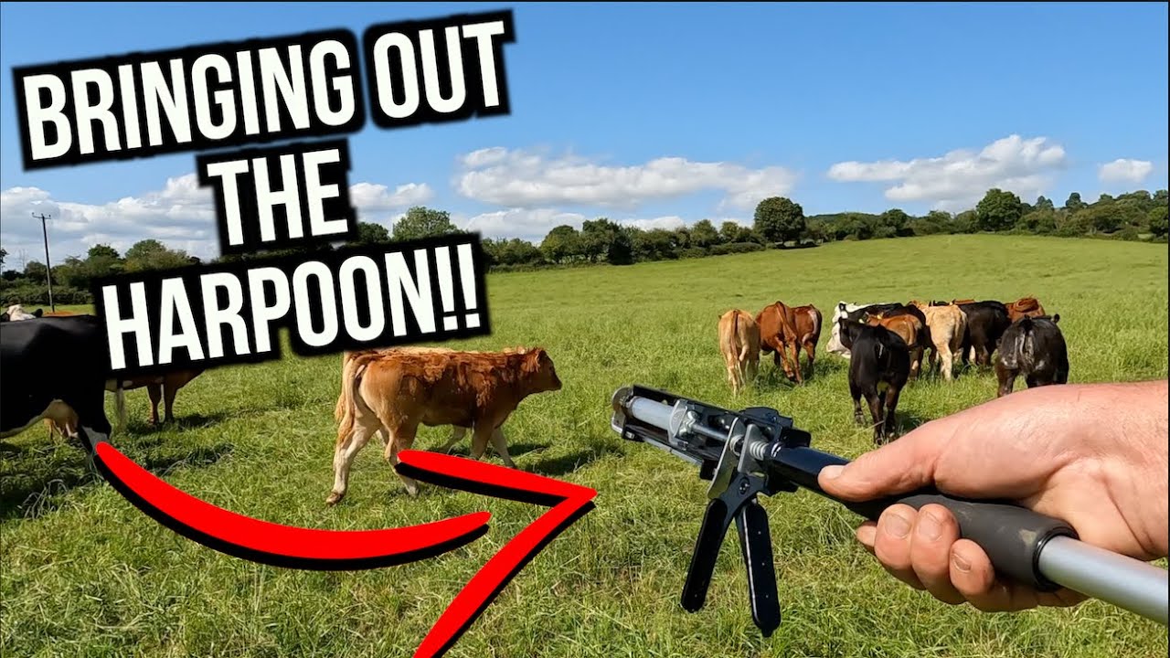 How To Use The MasterJect Harpoon Gun And Time To Check Our MAIZE Crop ...