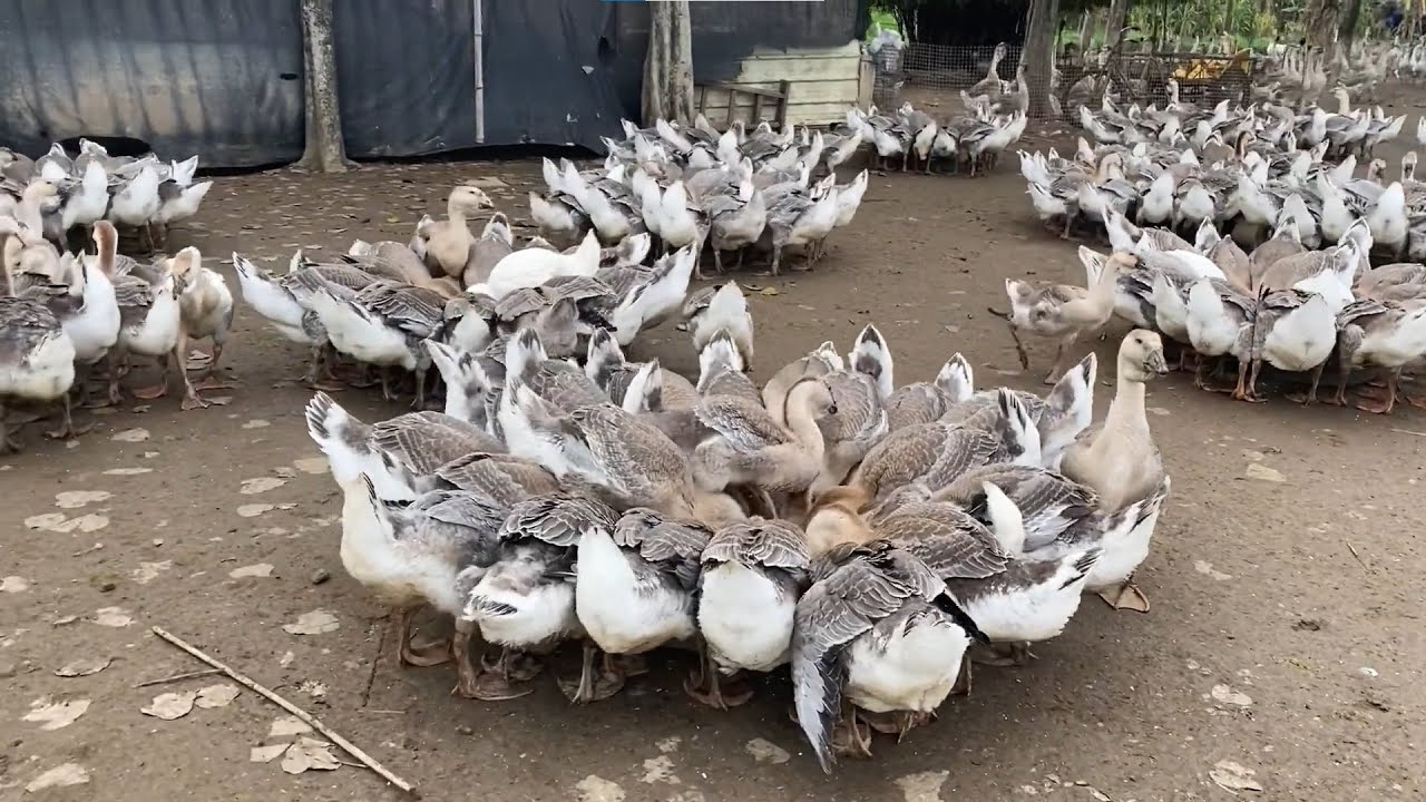 Farm Life | Harvesting goose eggs and take care of thousands of goose ...