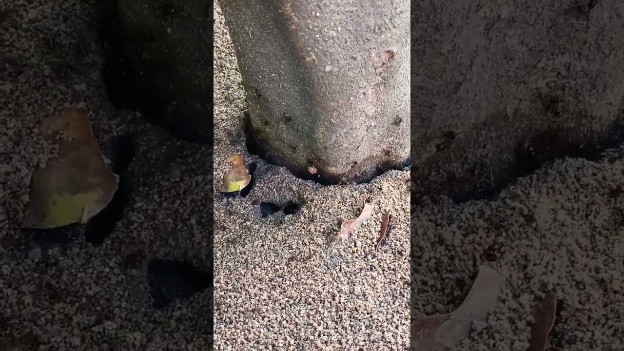 Intelligent Ants #ants buliding home #ant #antcolony #insects #shorts # ...