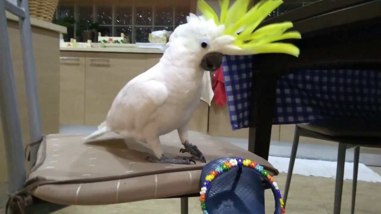 NIGEL THE CRAZY COCKATOO - YouTube