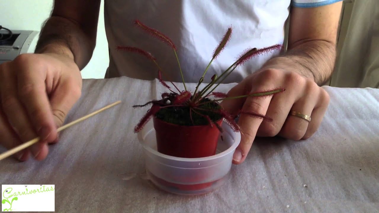 Planta carnívora drosera: cuidados básicos - YouTube