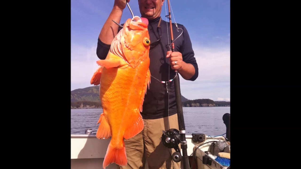 HARPOON ALASKA WHALE youtube - YouTube