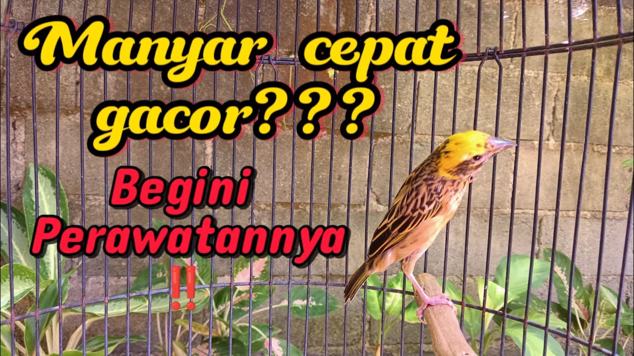 Cara merawat burung manyar agar sehat dan gacor‼️ - YouTube