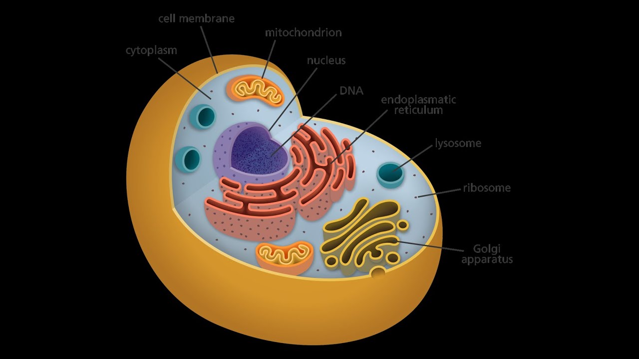 a-cell-video-youtube