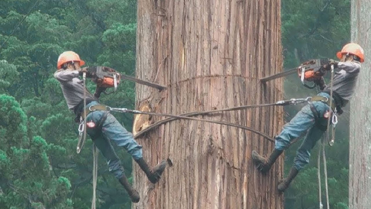 Heavy Biggest Tree Felling Compilation ! Amazing Fastest Skills Cutting ...