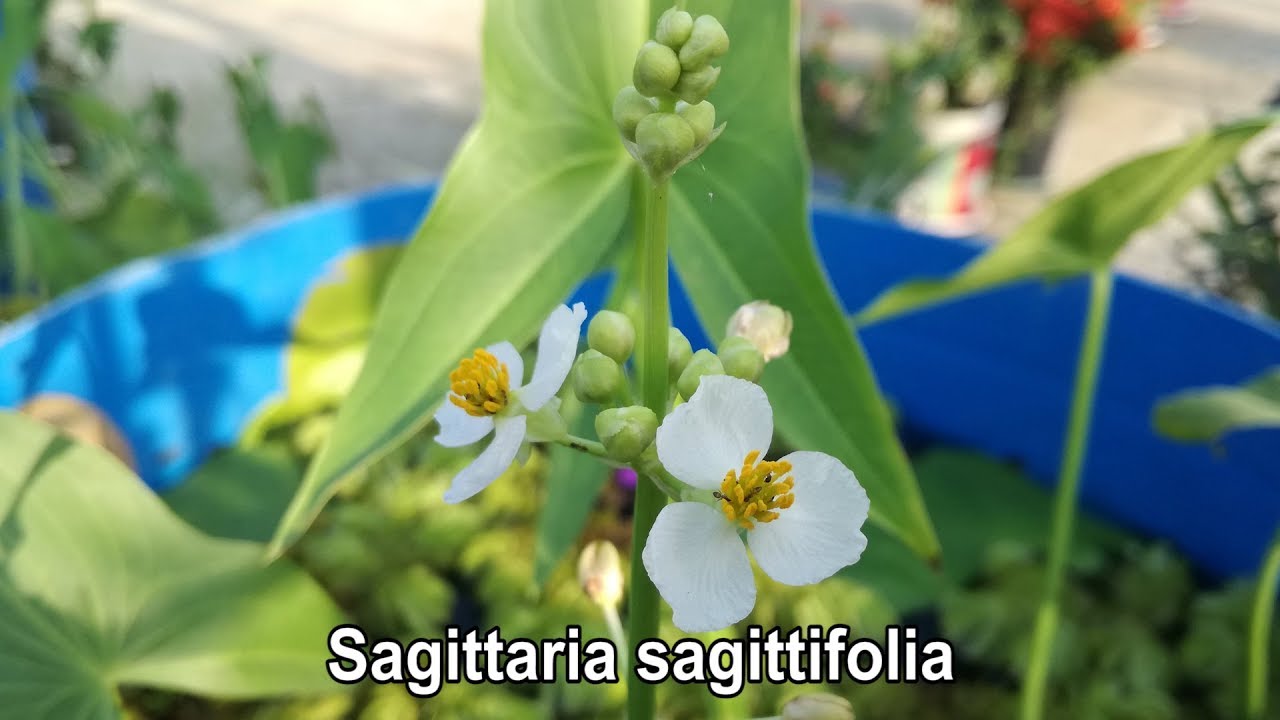 Sagittaria sagittifolia //Arrowhead plant - YouTube