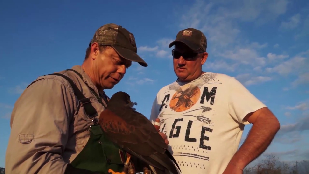 Rabbit hunting with Hawks and Dachshund in Louisiana. Hawkman interview ...