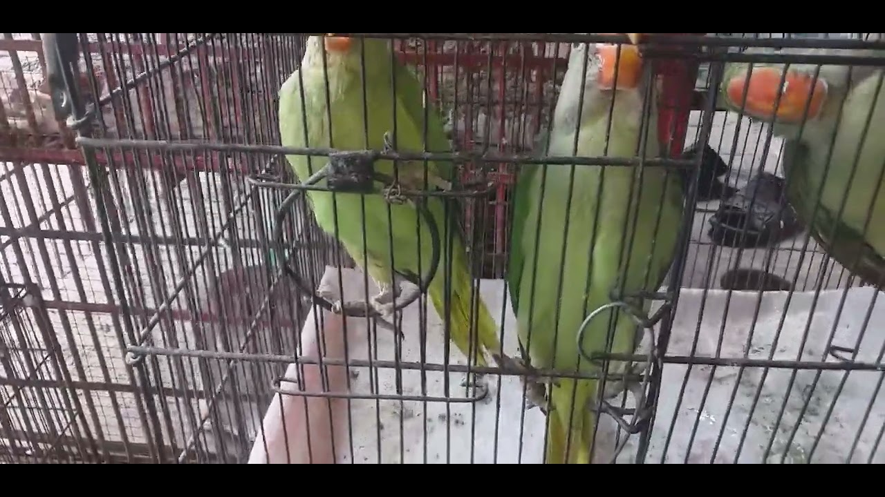 raw parrot chick, Alexander parrot chiks - YouTube