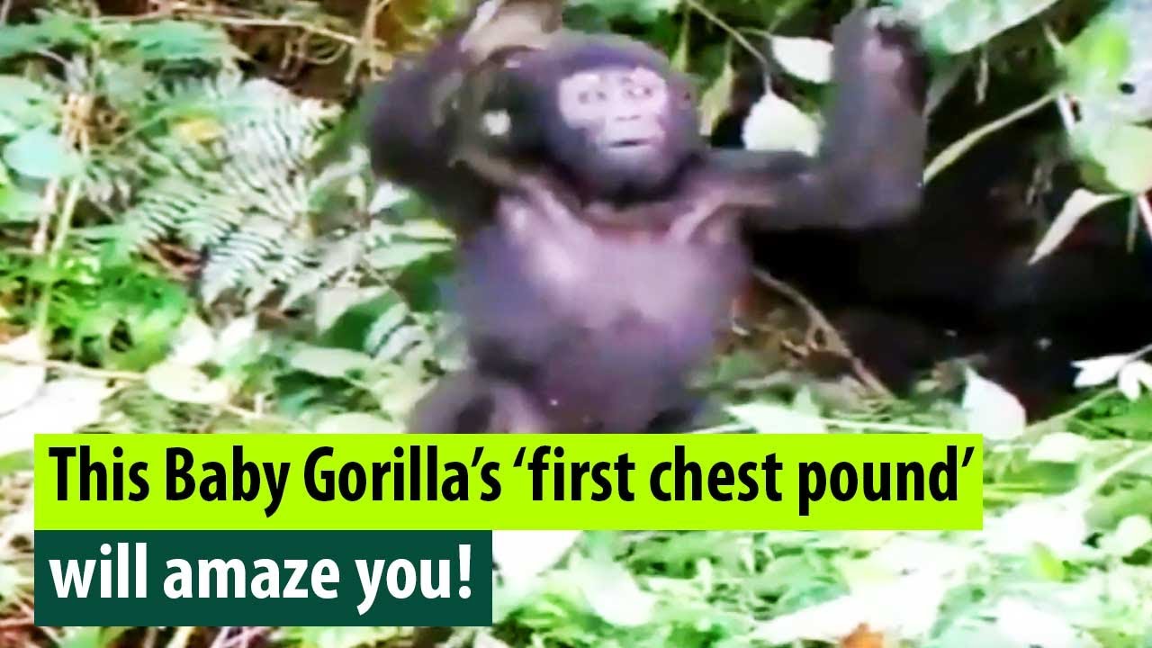 Lil gorilla does its first chest pound..Then this happened! - YouTube