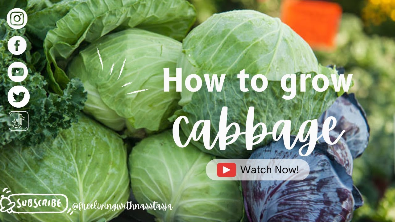 How to grow cabbage - YouTube