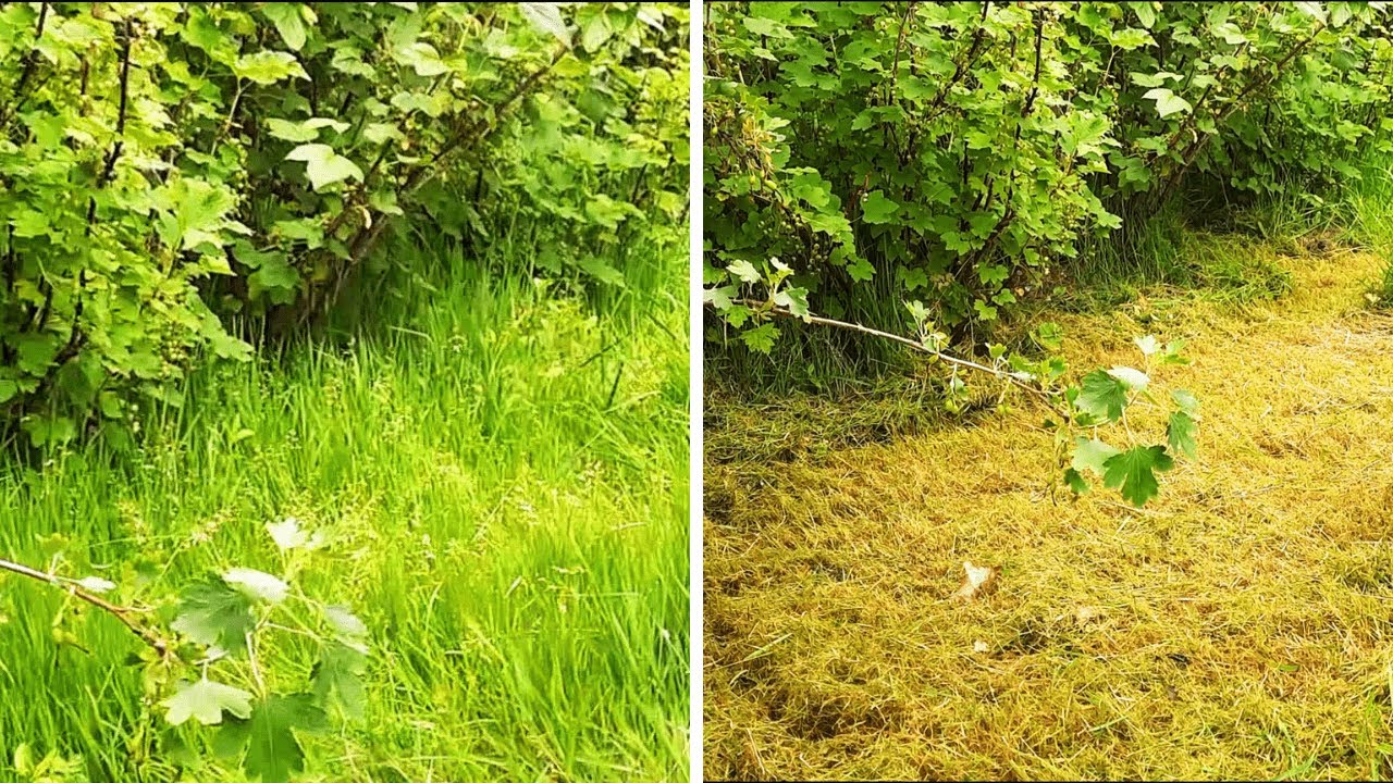 Yard Cleanup Transformation | Cutting Grass Overgrown | Before and ...