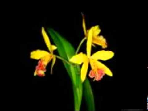 JOGET SECAWAN KOPI BY DATIN ORCHID ABDULLAH & HANGMOKHTAR - YouTube