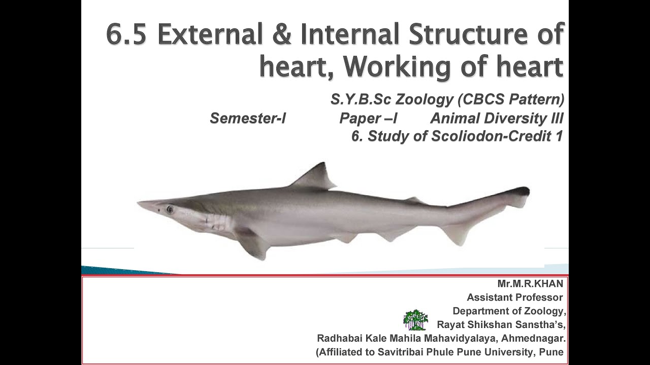 External & Internal Structure of Heart and Working of Heart of ...